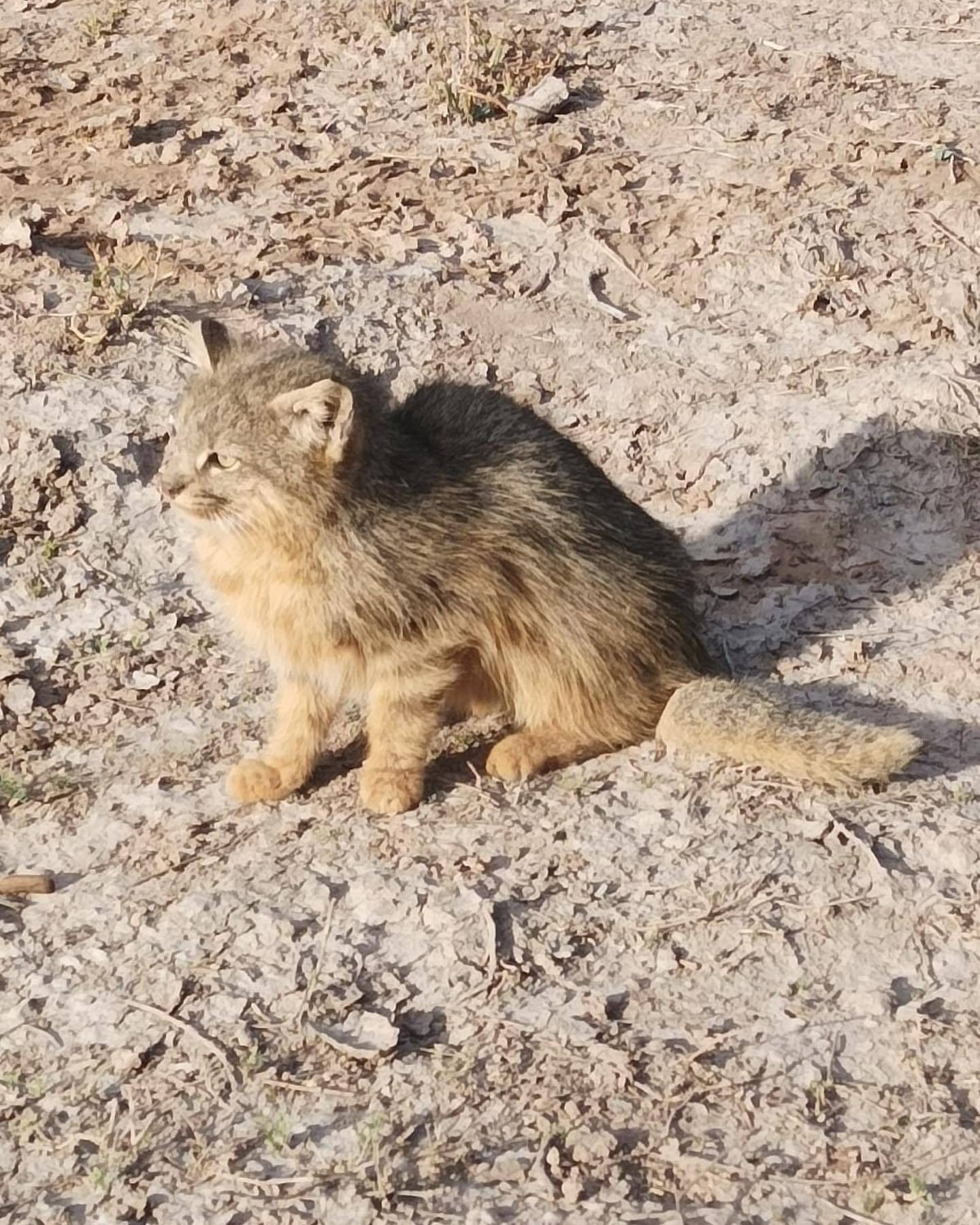 Importante registro del Gato del Pajonal en el Parque Nacional Ansenuza ...